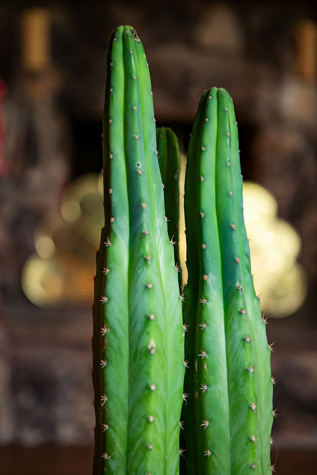 Facilitator Training - Healing Codependency with Erika Wright